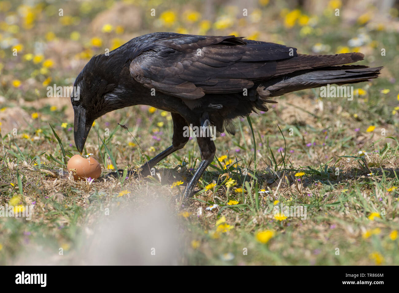 Common raven (Corvus corax) with a rare brown plumage, eating an egg ...