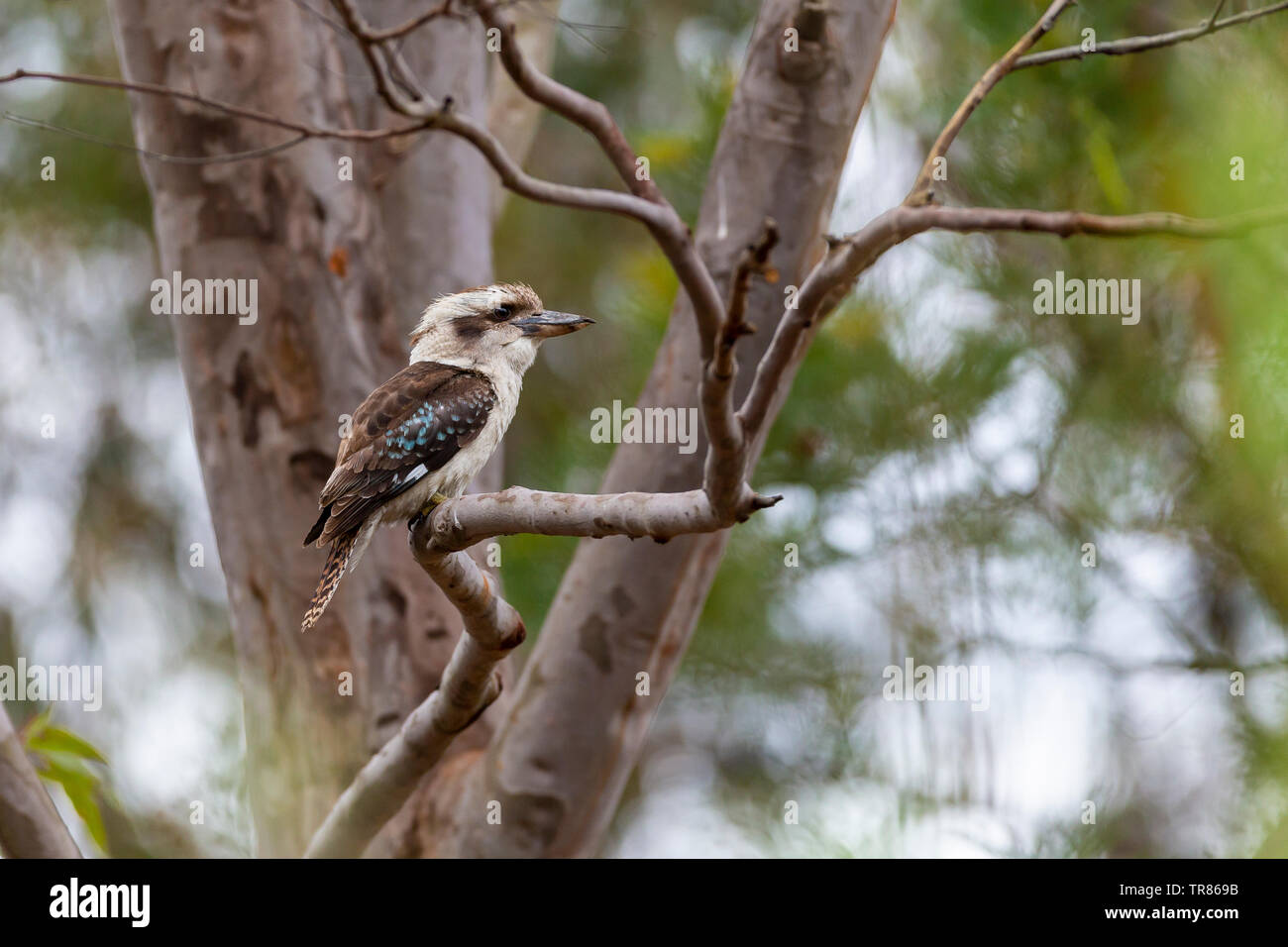 Kookaburra sitting on a Fence Post Stock Photo - Alamy