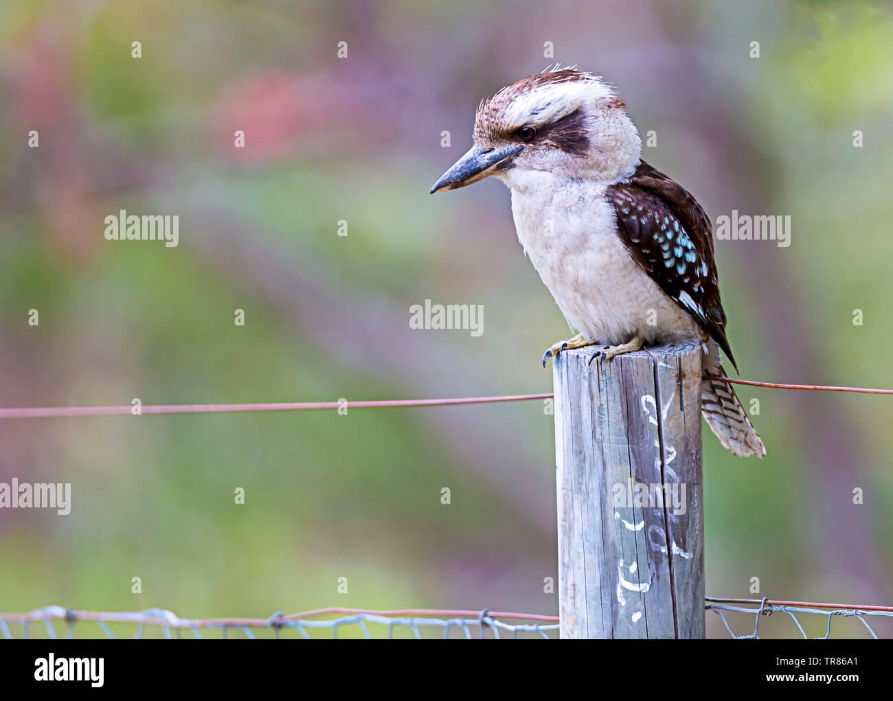 Kookaburra sitting on a Fence Post Stock Photo - Alamy
