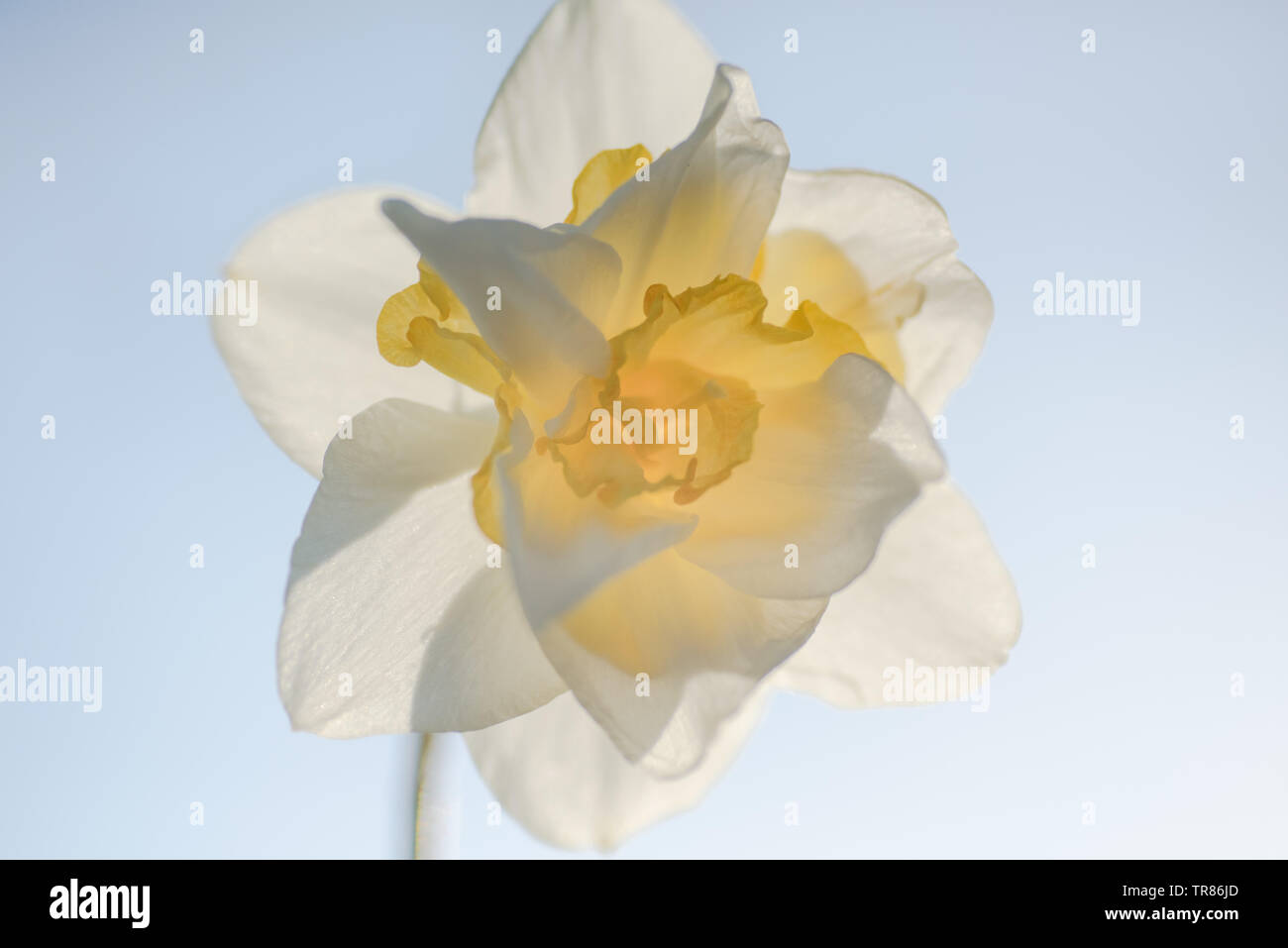 Six petal lily close up white hi-res stock photography and images - Alamy