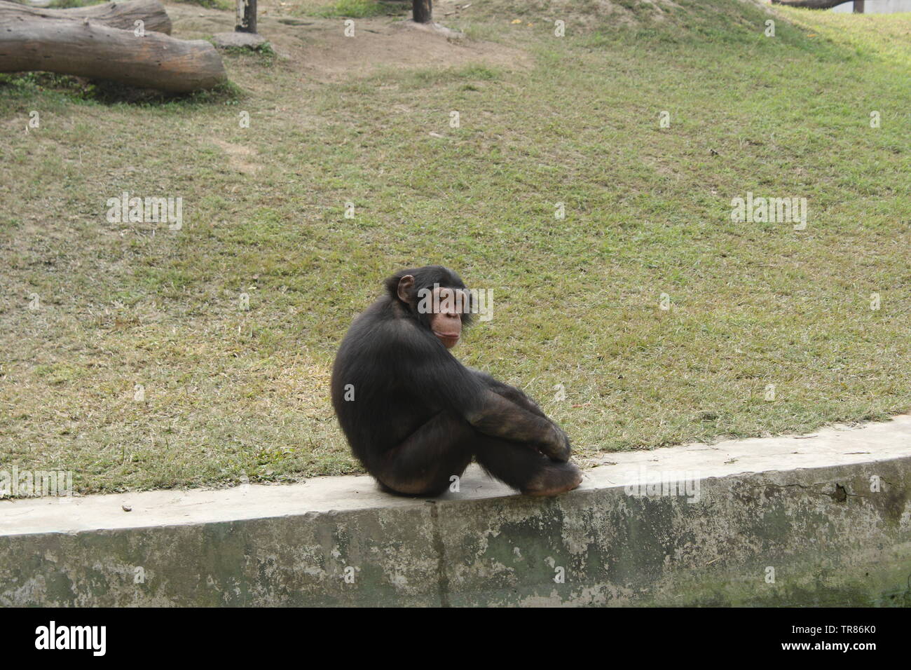 Hairy animals hi-res stock photography and images - Alamy
