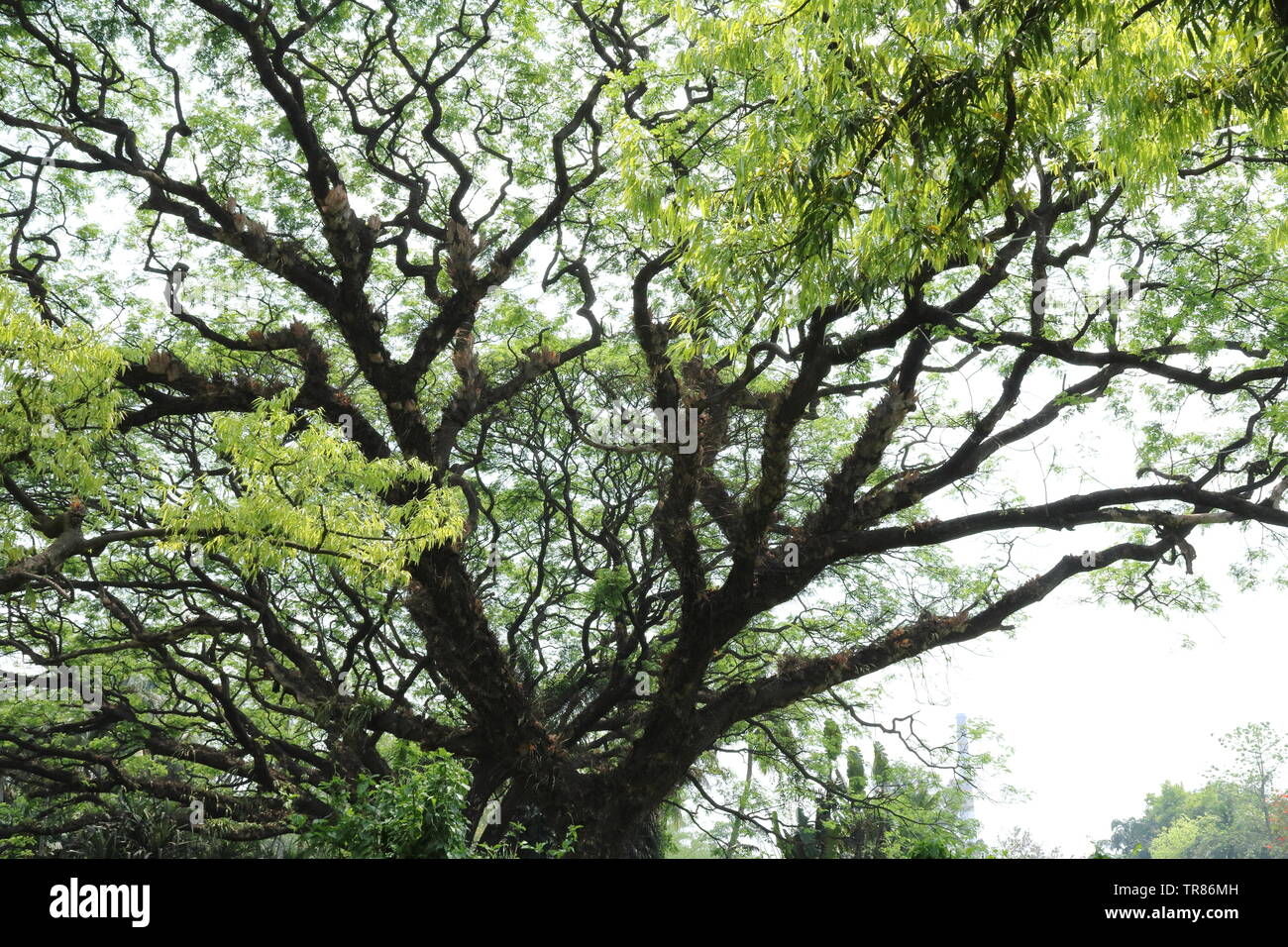 Big old tree with curly branches Stock Photo - Alamy