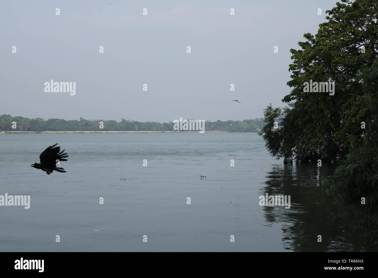 Flying over river in forest hi-res stock photography and images - Alamy
