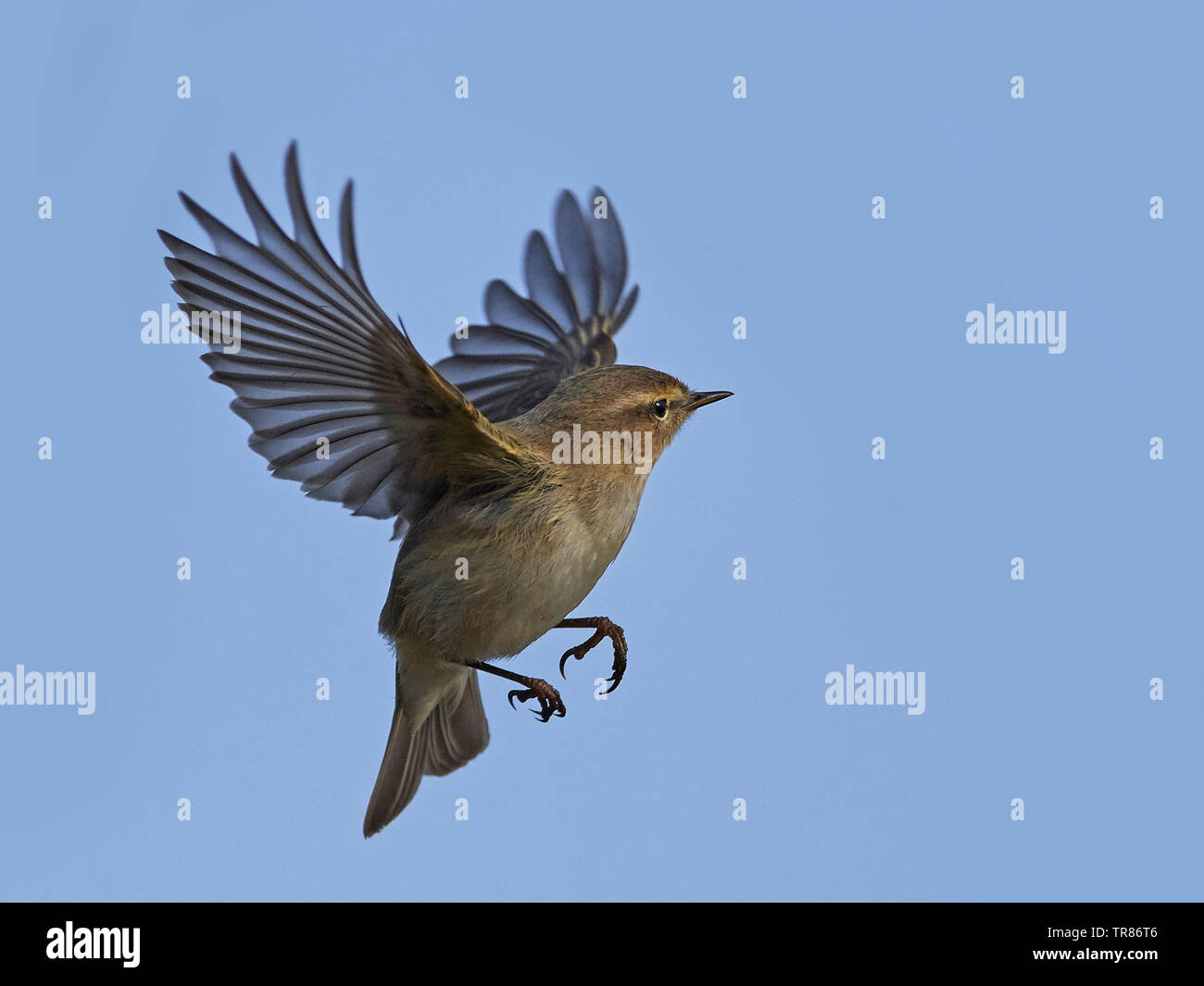 Common chiffchaff in its natural habitat in Denmark Stock Photo - Alamy
