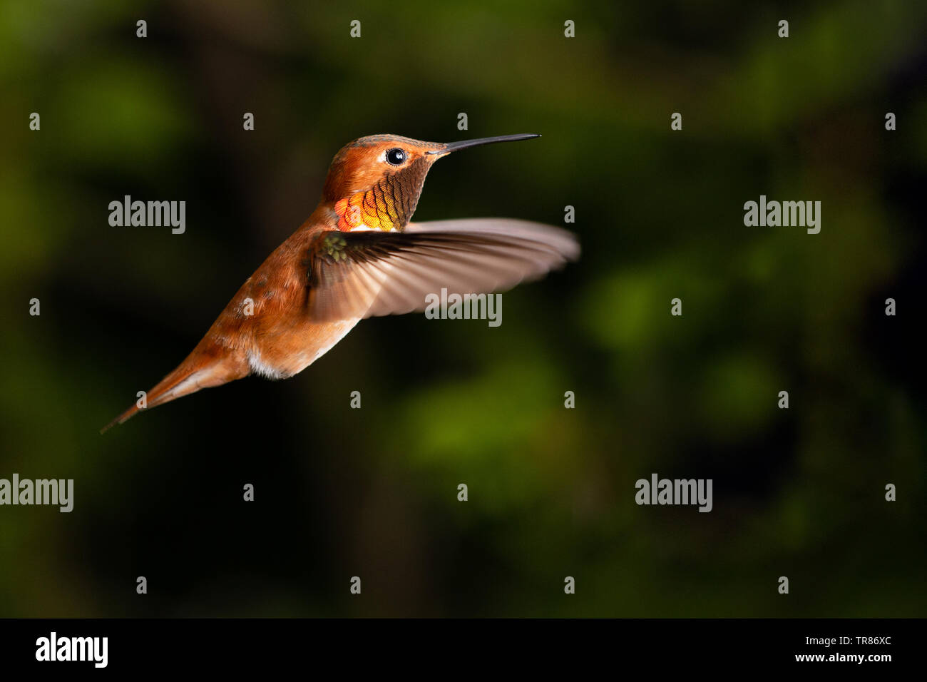 Rufous Hummingbird Hovering Stock Photo - Alamy