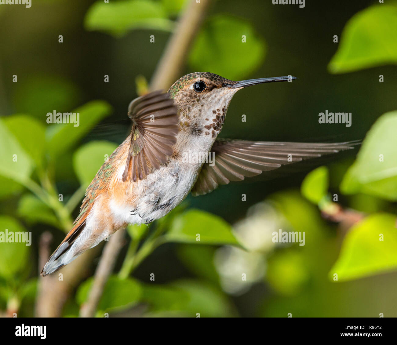 Broad-Tailed Hummingbird Hovering in Flight Stock Photo - Alamy