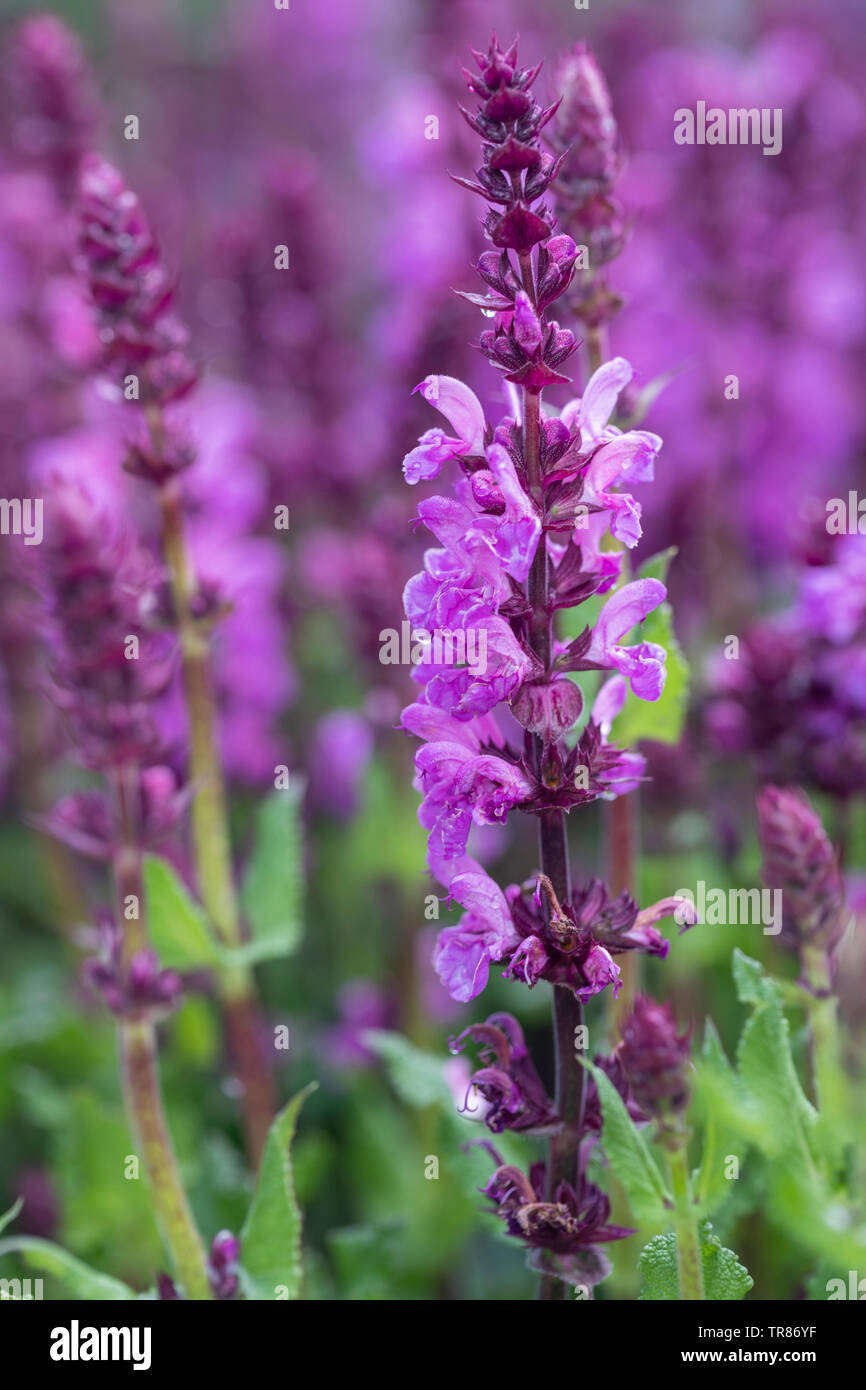 Close up of Salvia nemorosa 'Rose Marvel' flowering in an English ...