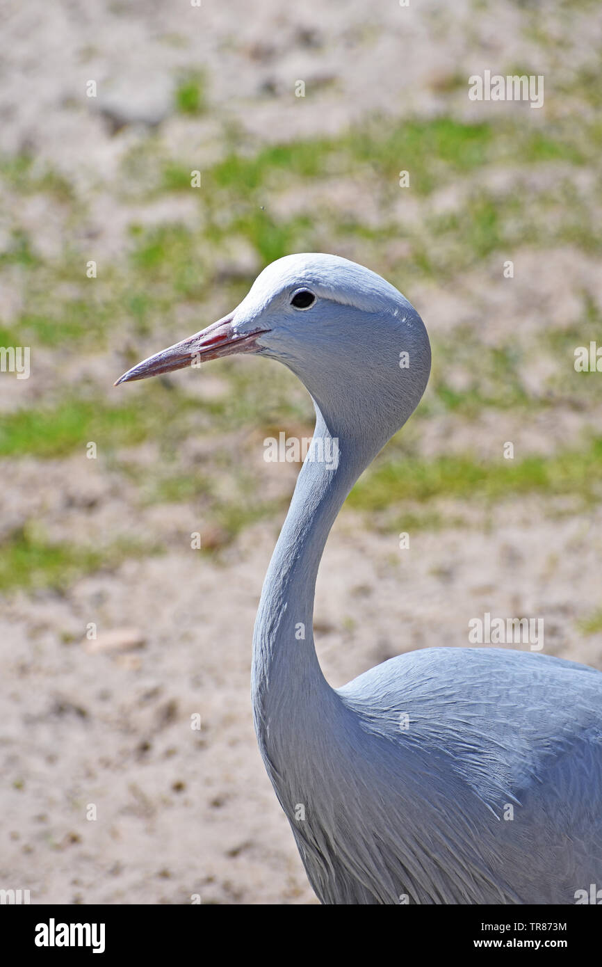 Blue or Paradise Crane Stock Photo - Alamy
