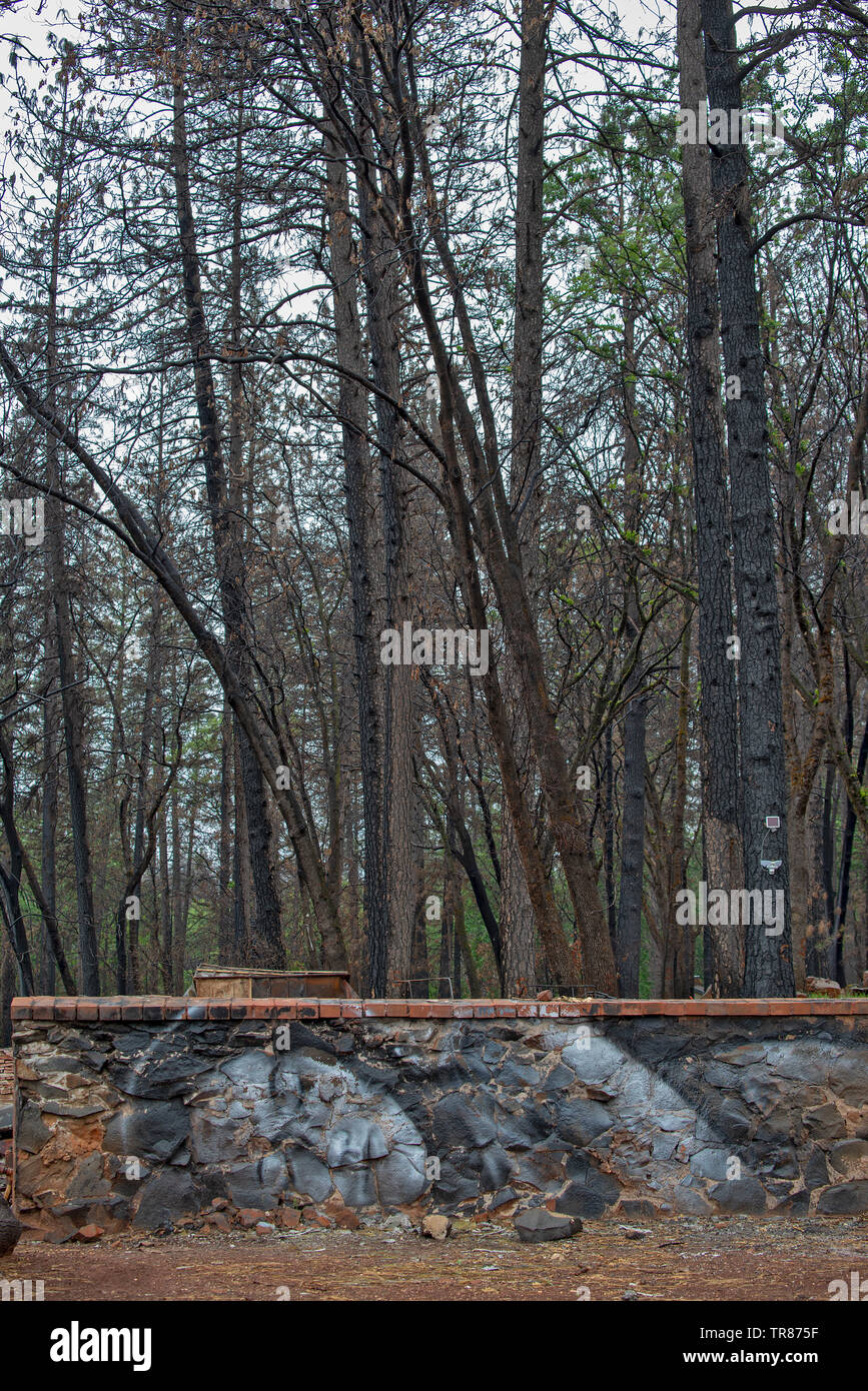 Graffiti artist Shane Grammer paints portraits among the ashes from ...