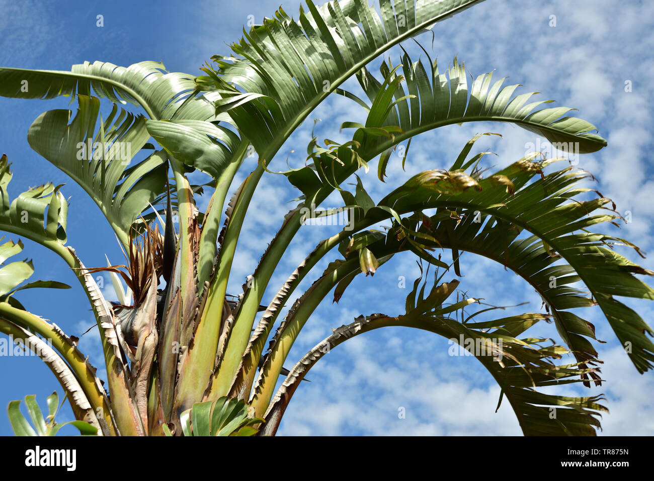 frond and leaves of a banana tree against a blue sky with clouds Stock ...