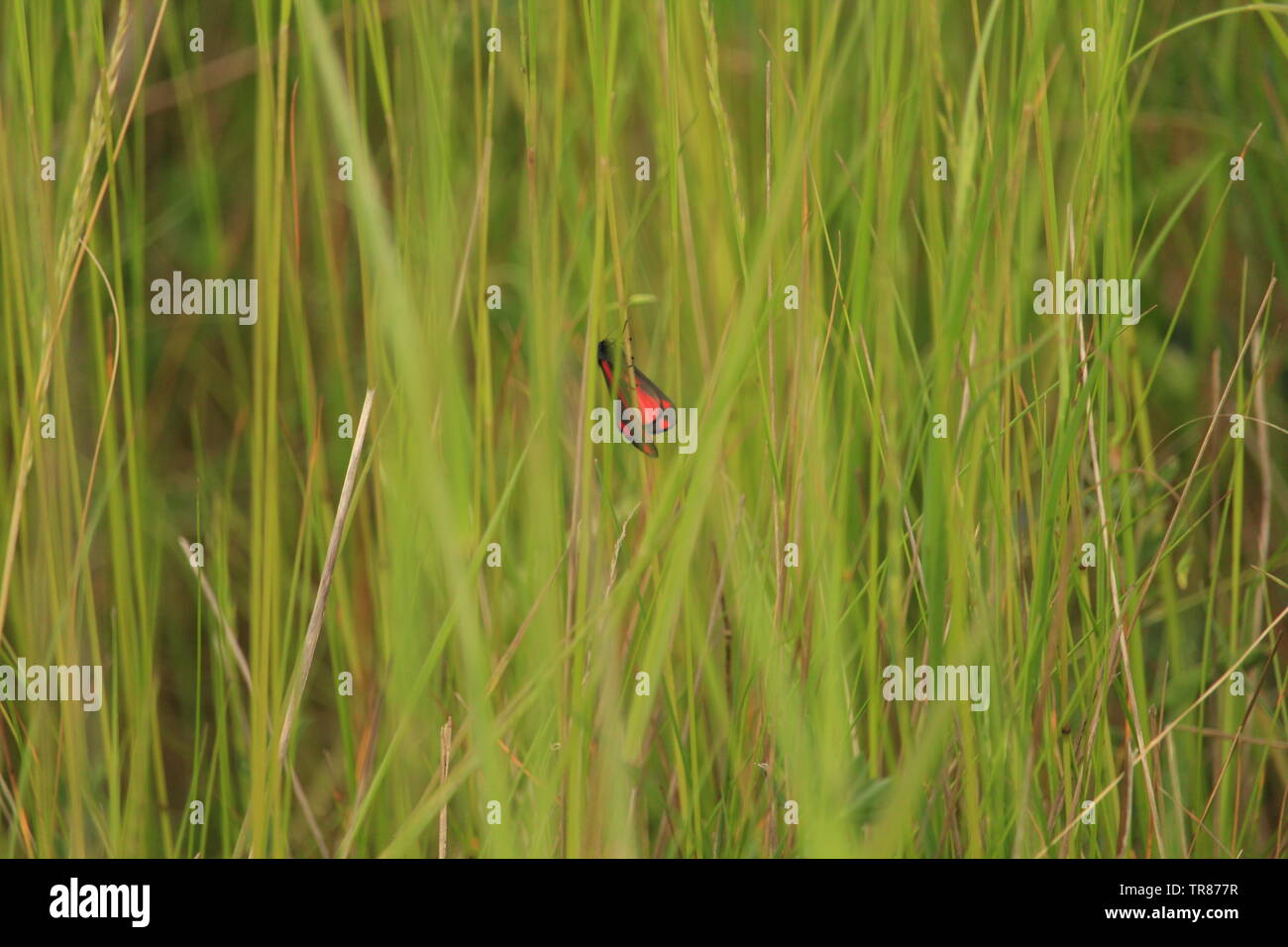 A brightly-coloured Cinnabar Moth (Tyria jacobaeae) makes a landing in ...