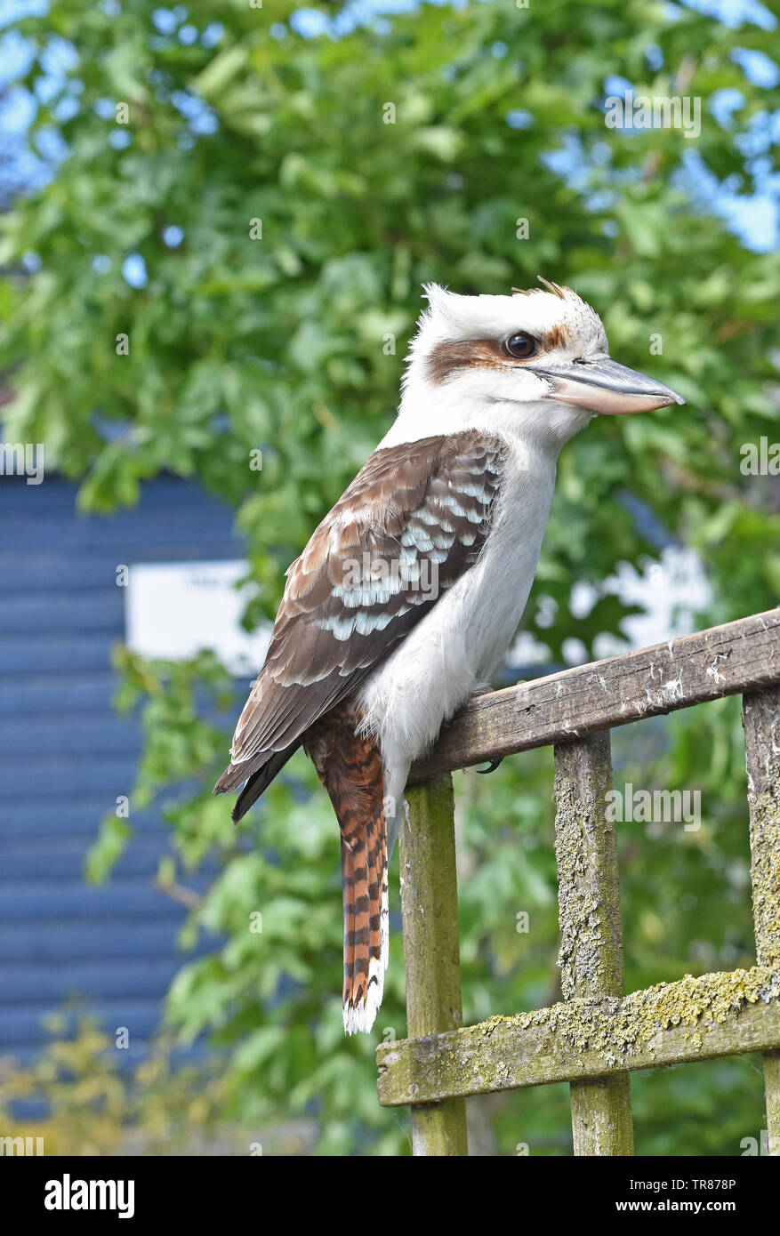 Bushman australia hi-res stock photography and images - Alamy