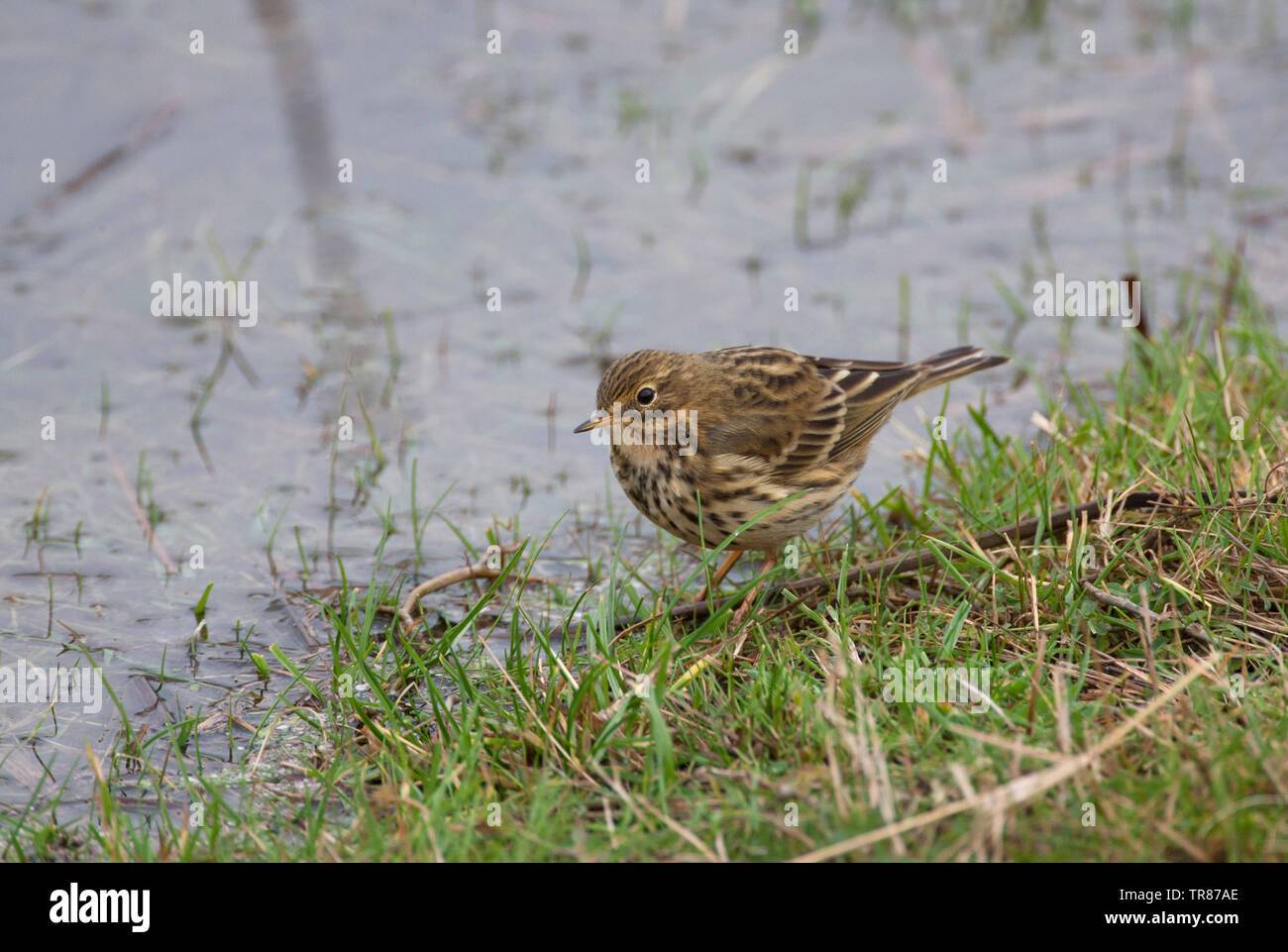 Pennington marshes hi-res stock photography and images - Alamy