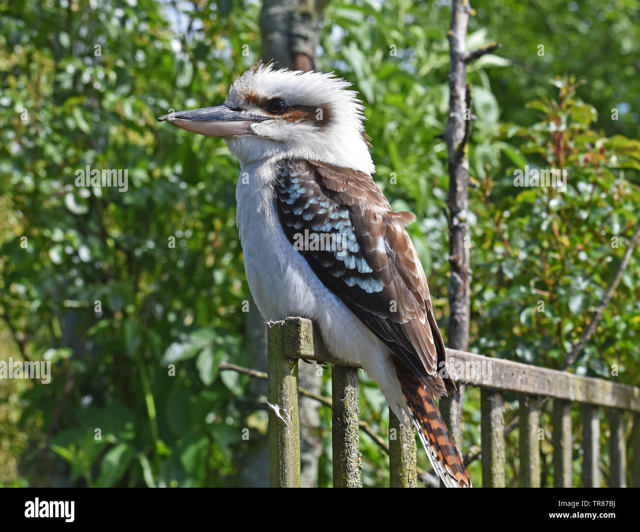 Bushman alarm hi-res stock photography and images - Alamy