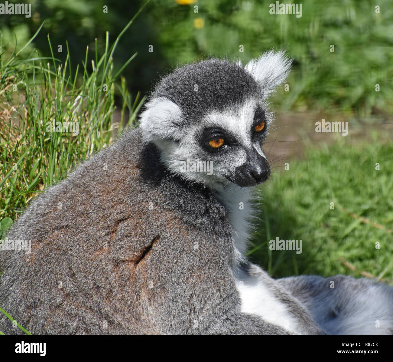 Ring Tailed Lemur (in zoo Stock Photo - Alamy