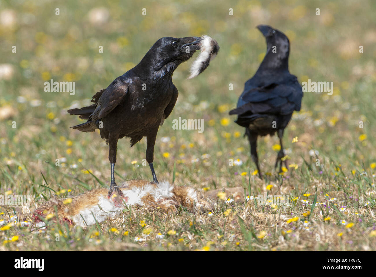 Common raven (Corvus corax) with a rare brown plumage, around a hare ...
