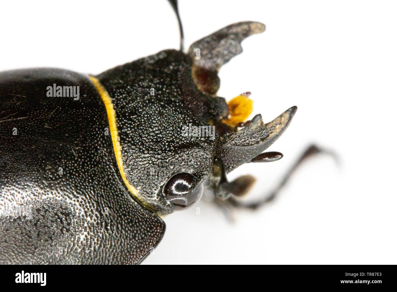 Female Stag Beetle Insect On White Background Close Up Stock Photo - Alamy