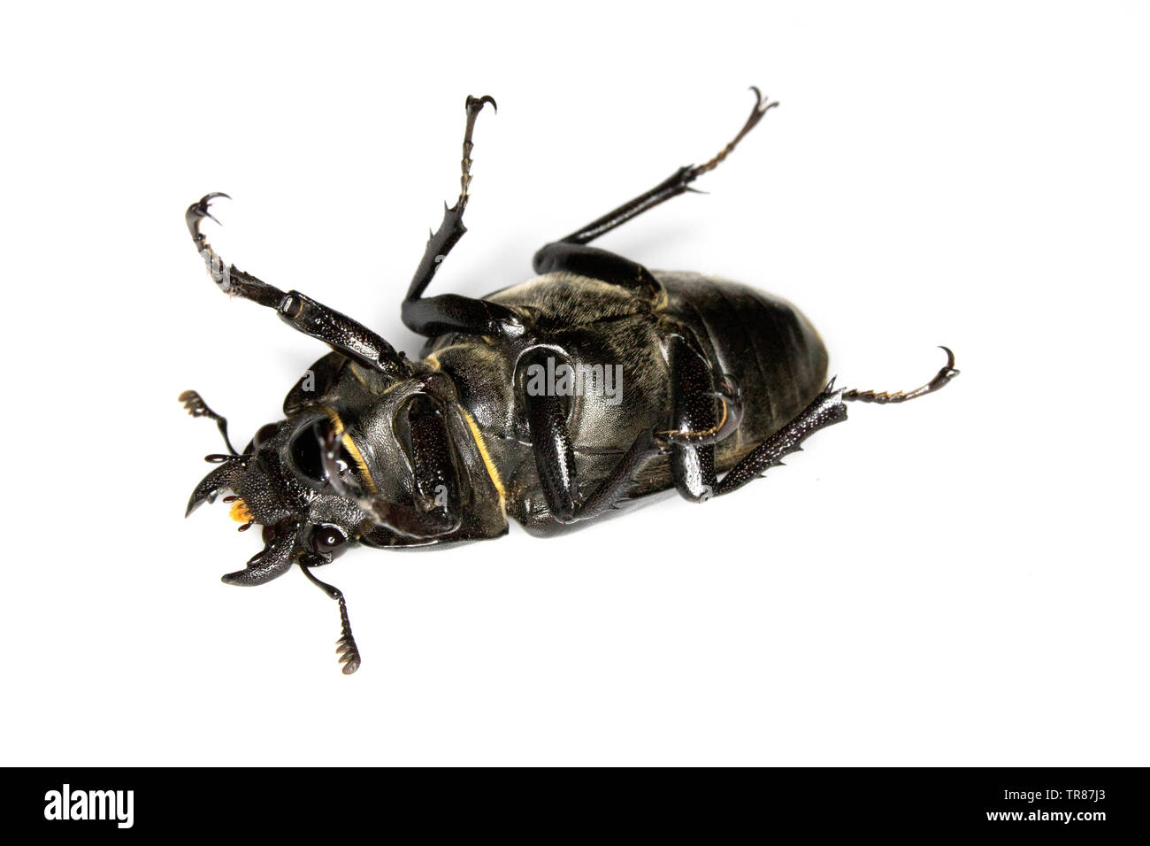 Female Stag Beetle Insect On White Background Close Up Stock Photo - Alamy