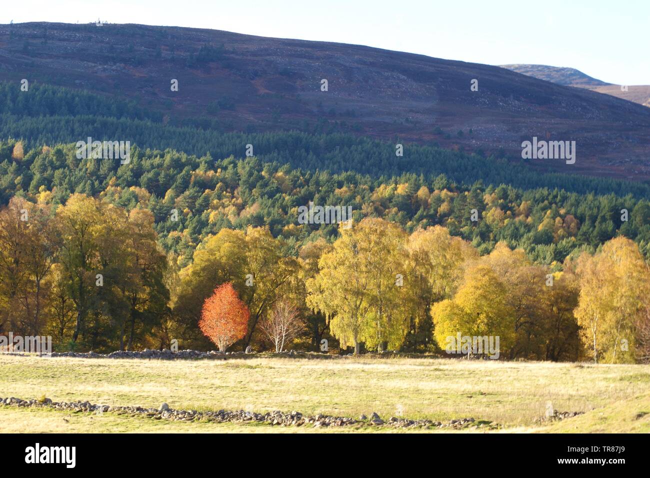 Rowan tree uk wood autumn hi-res stock photography and images - Alamy