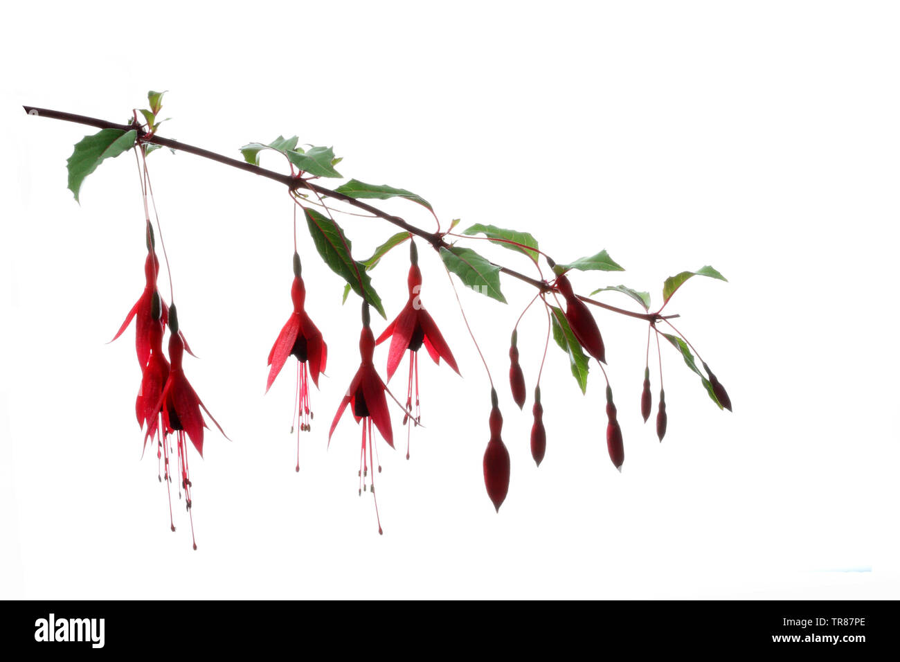 Hardy fuchsia flowers hanging from a stem Stock Photo - Alamy
