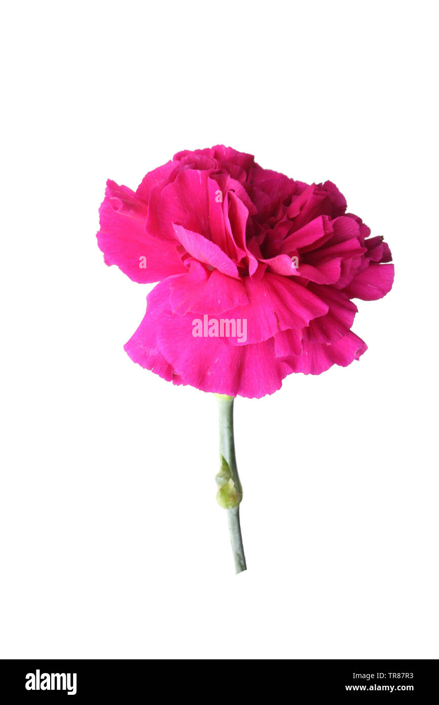 carnation spirit fsingle flower head on a stem Stock Photo - Alamy