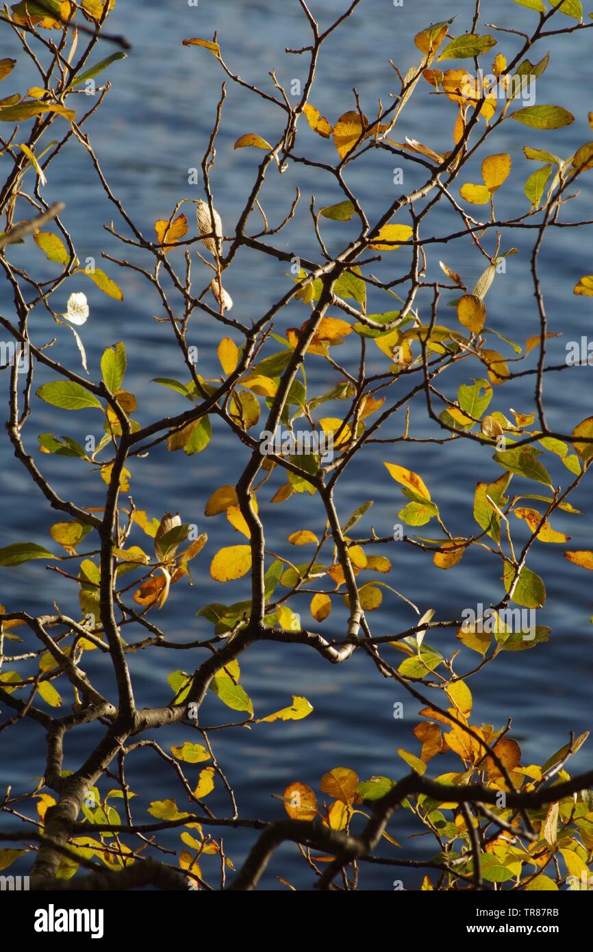 Scottish highlands autumn goat hi-res stock photography and images - Alamy
