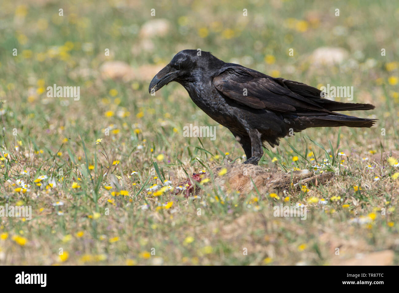 Common raven (Corvus corax) with a rare brown plumage, around a hare ...