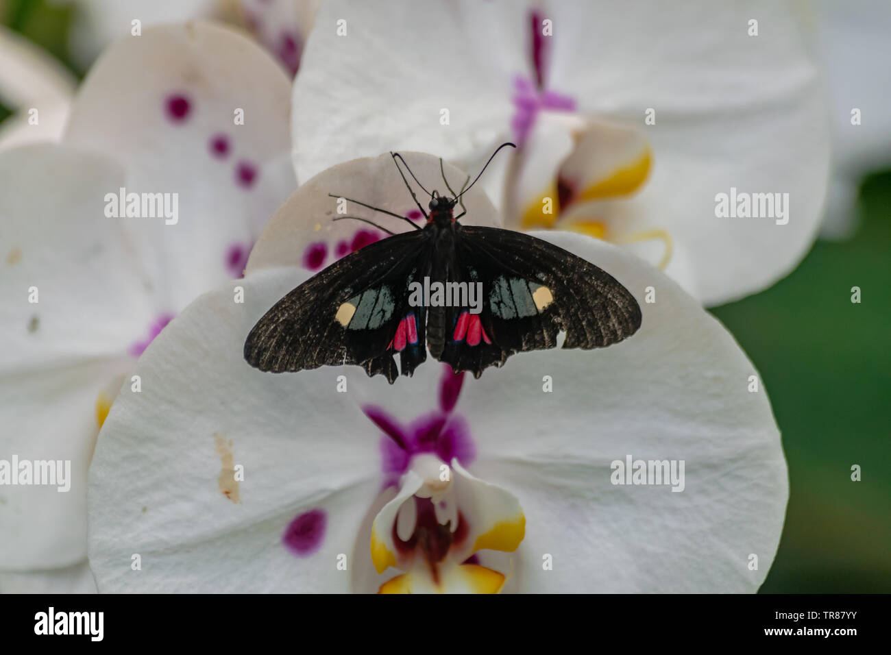 Iphidamas cattleheart butterfly (Parides iphidamas) with open wings on ...