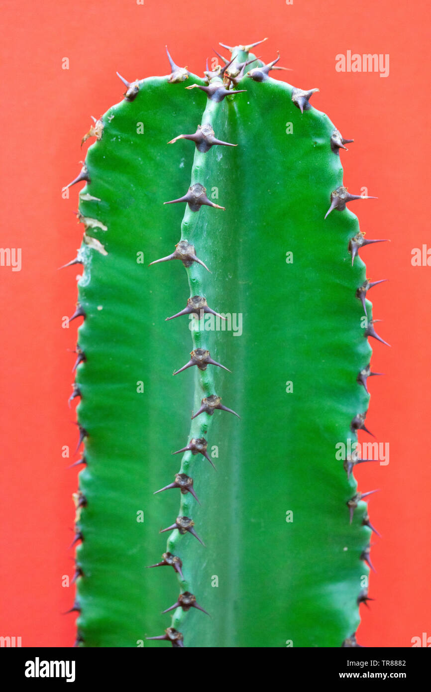 Spiky cactus hi-res stock photography and images - Alamy