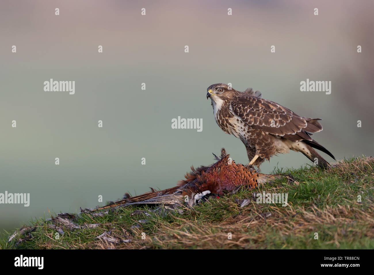 Buzzard uk pheasant hi-res stock photography and images - Alamy