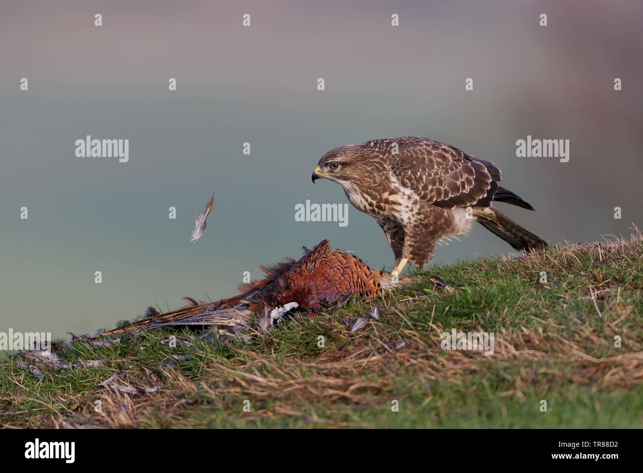 Buzzard uk pheasant hi-res stock photography and images - Alamy