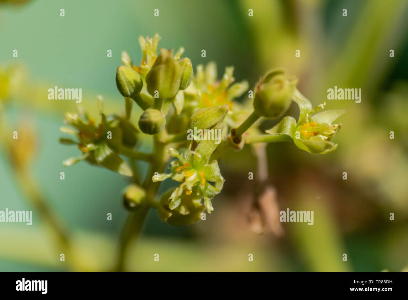 Avocado flowers (persea americana), blooming with sunlight Stock Photo ...