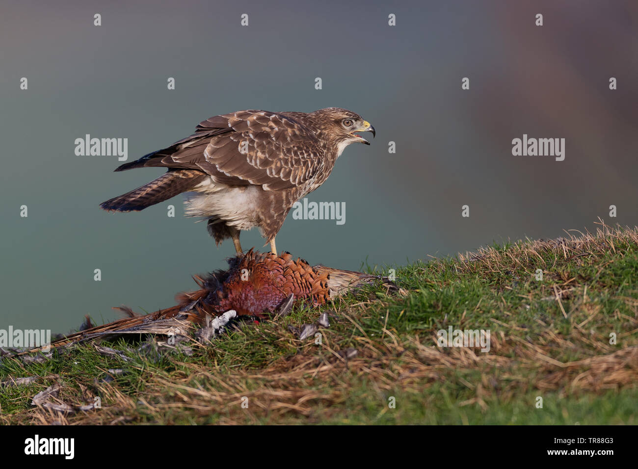 Buzzard diet hi-res stock photography and images - Alamy
