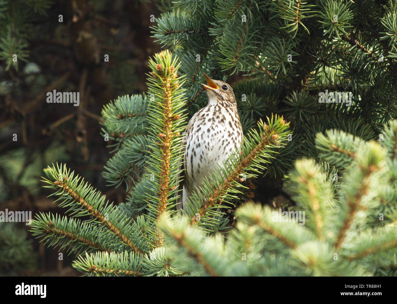 Singing At Top Of Tree High Resolution Stock Photography and Images - Alamy