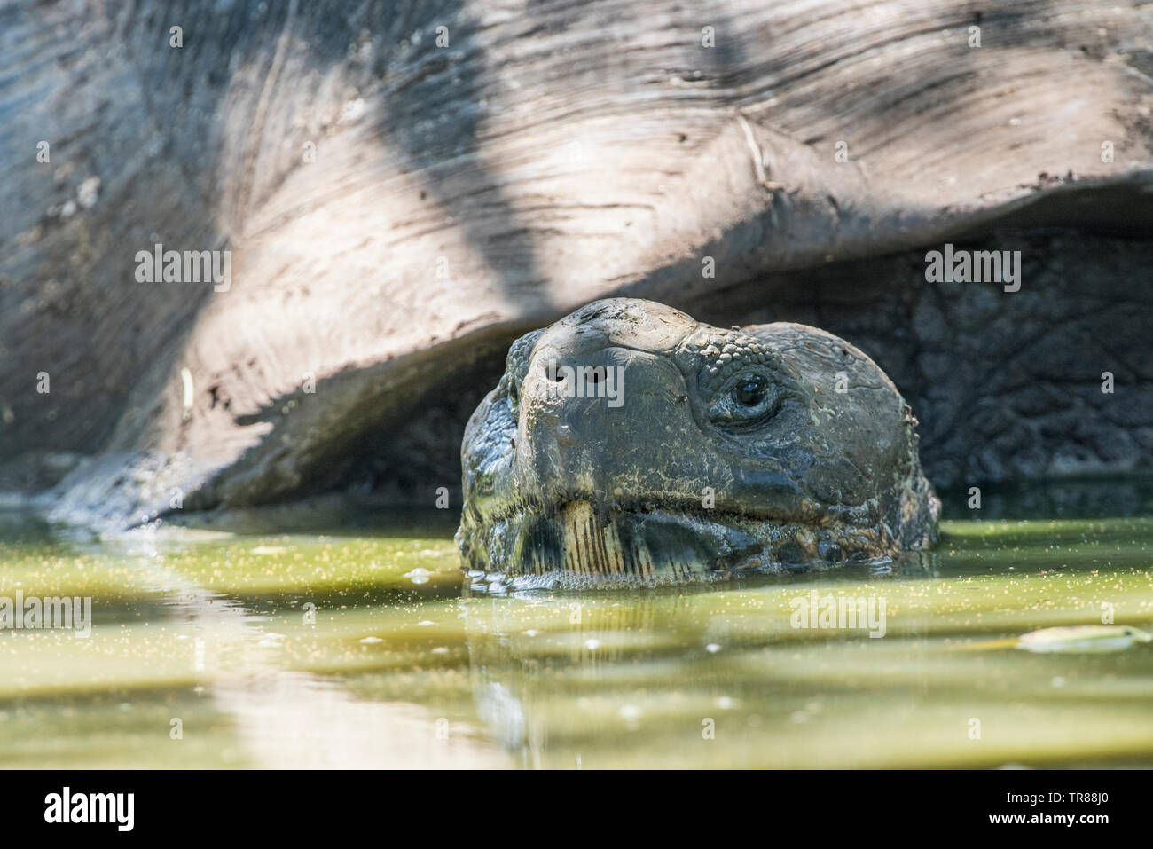 A galapagos giant tortoise (Chelonoidis nigra) soaking in a pool of ...