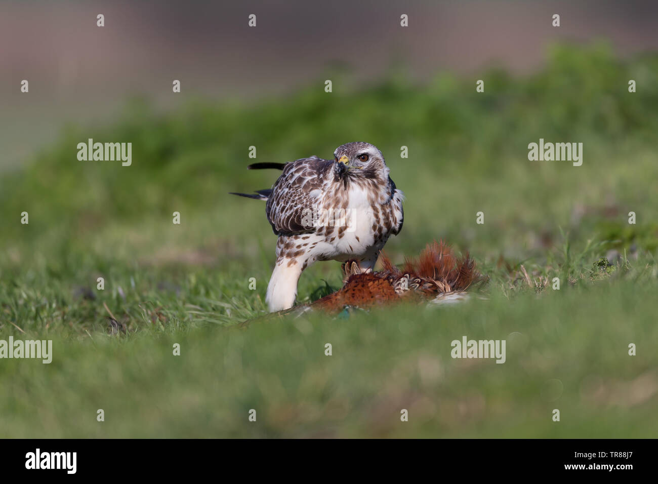 Buzzard uk pheasant hi-res stock photography and images - Alamy