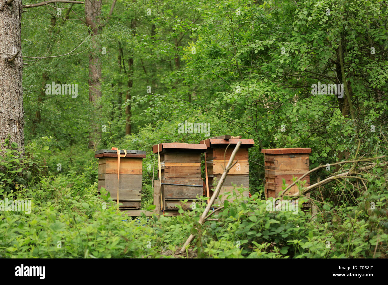 Bee hives in an English wood Stock Photo - Alamy