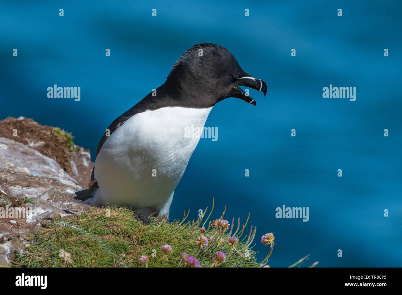 Razorbill bird hi-res stock photography and images - Alamy