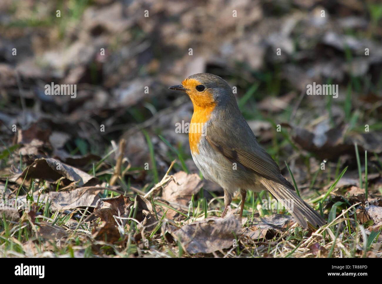 Robin On Grass High Resolution Stock Photography and Images - Alamy