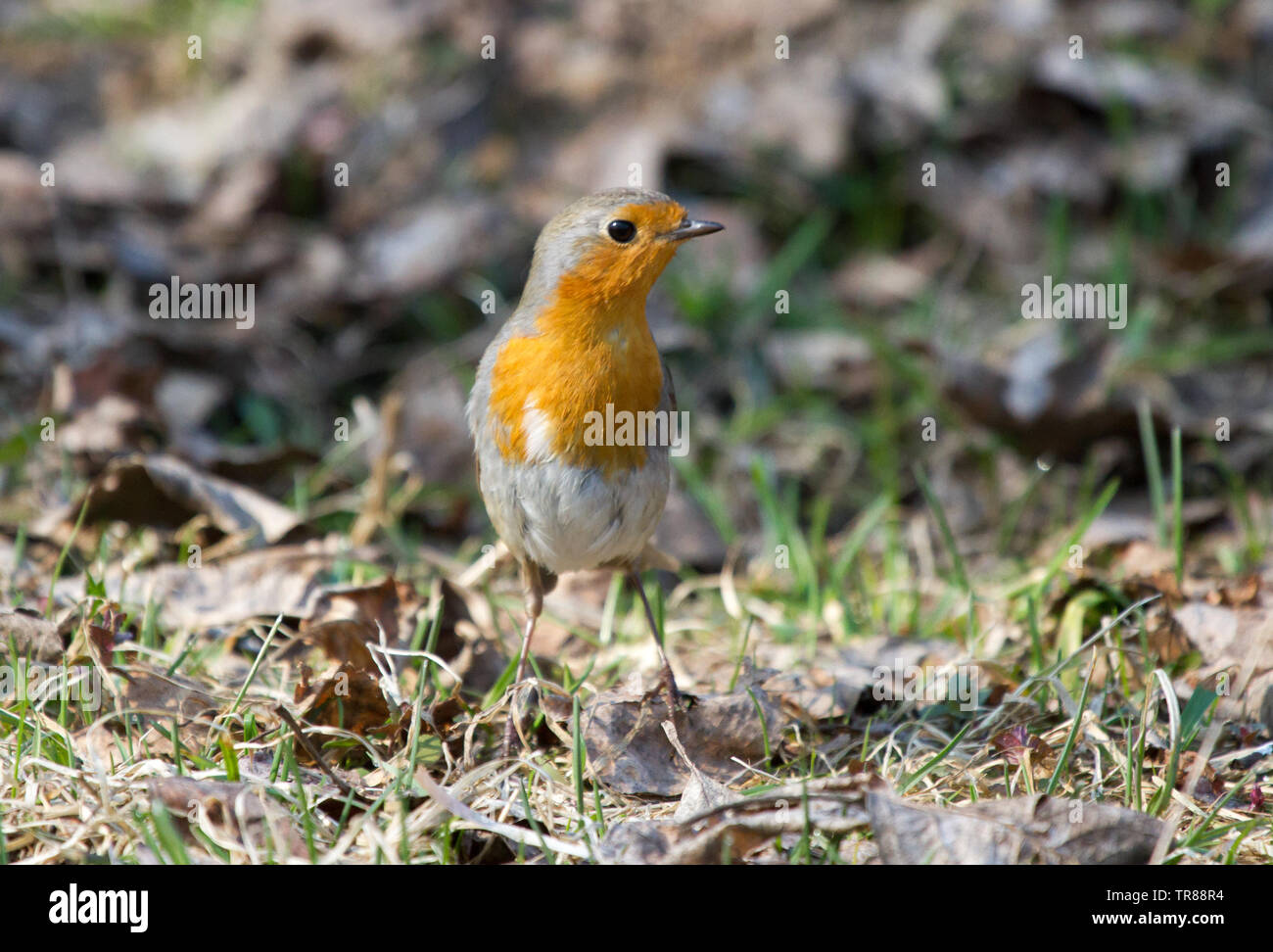 Robin On Grass High Resolution Stock Photography and Images - Alamy