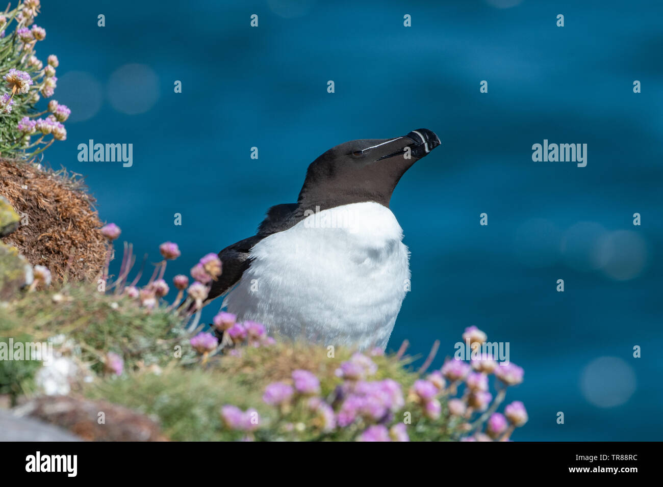 Razorbill bird hi-res stock photography and images - Alamy
