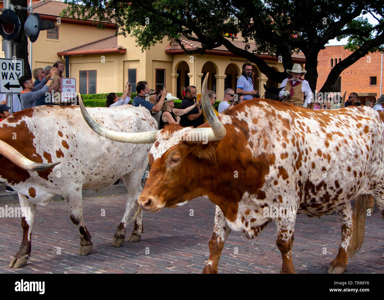 Fort Worth, Texas - MAY 24, 2019: Stockyards Station cattle drive ...