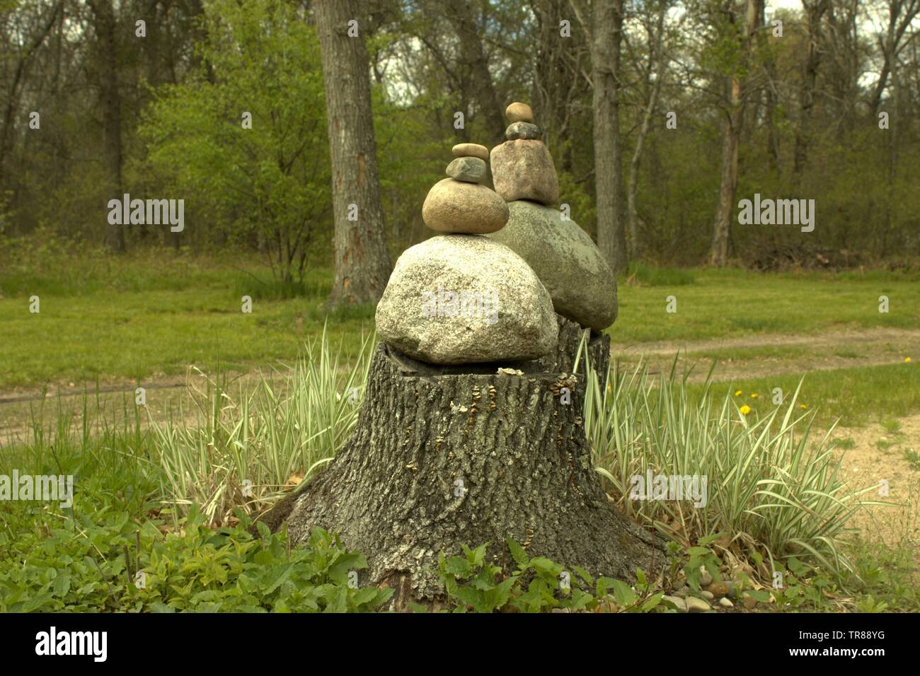 Top of stumps hi-res stock photography and images - Alamy