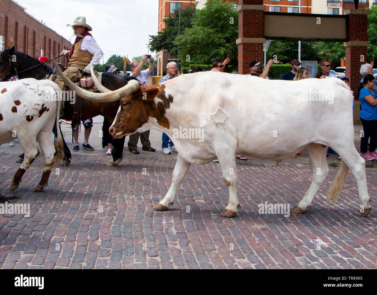 Fort Worth, Texas - MAY 24, 2019: Stockyards Station cattle drive. Long ...