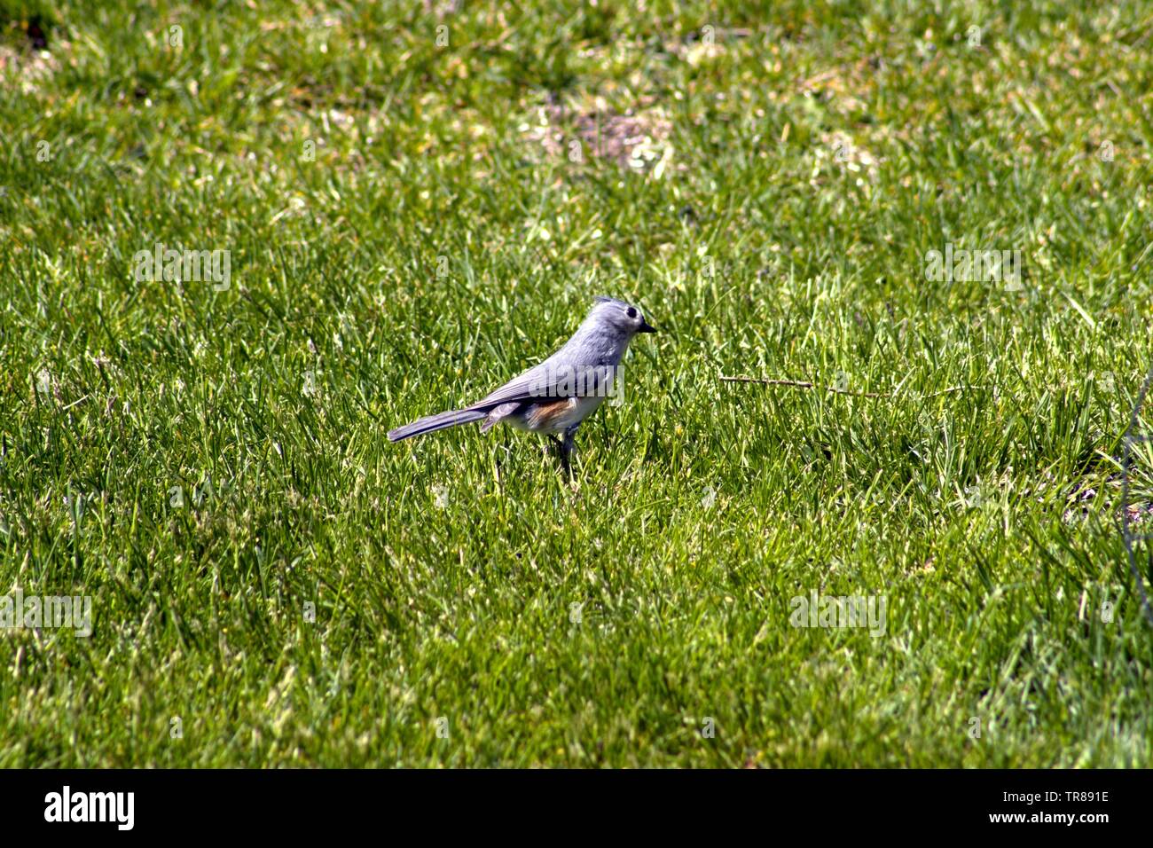 Funny tufted titmouse hi-res stock photography and images - Alamy