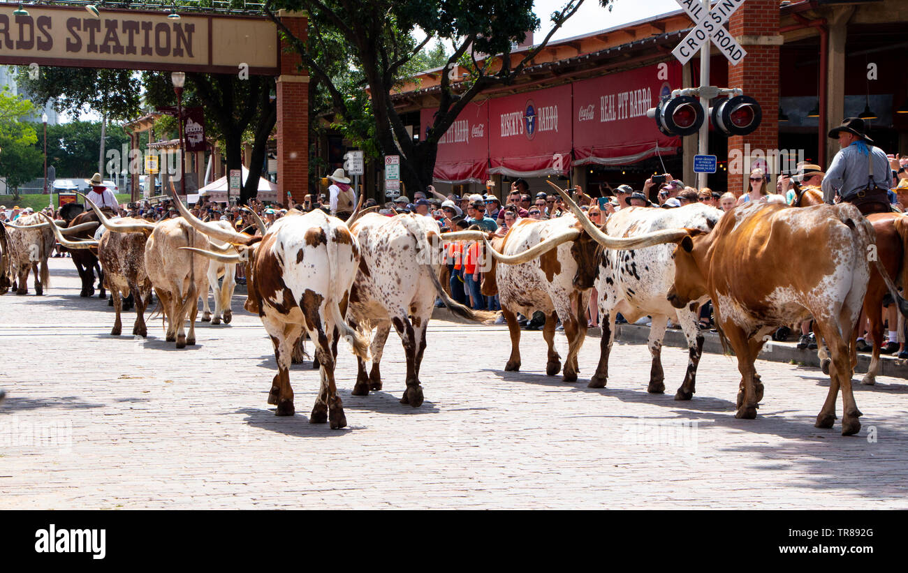 Texas longhorn cattle street hi-res stock photography and images - Alamy