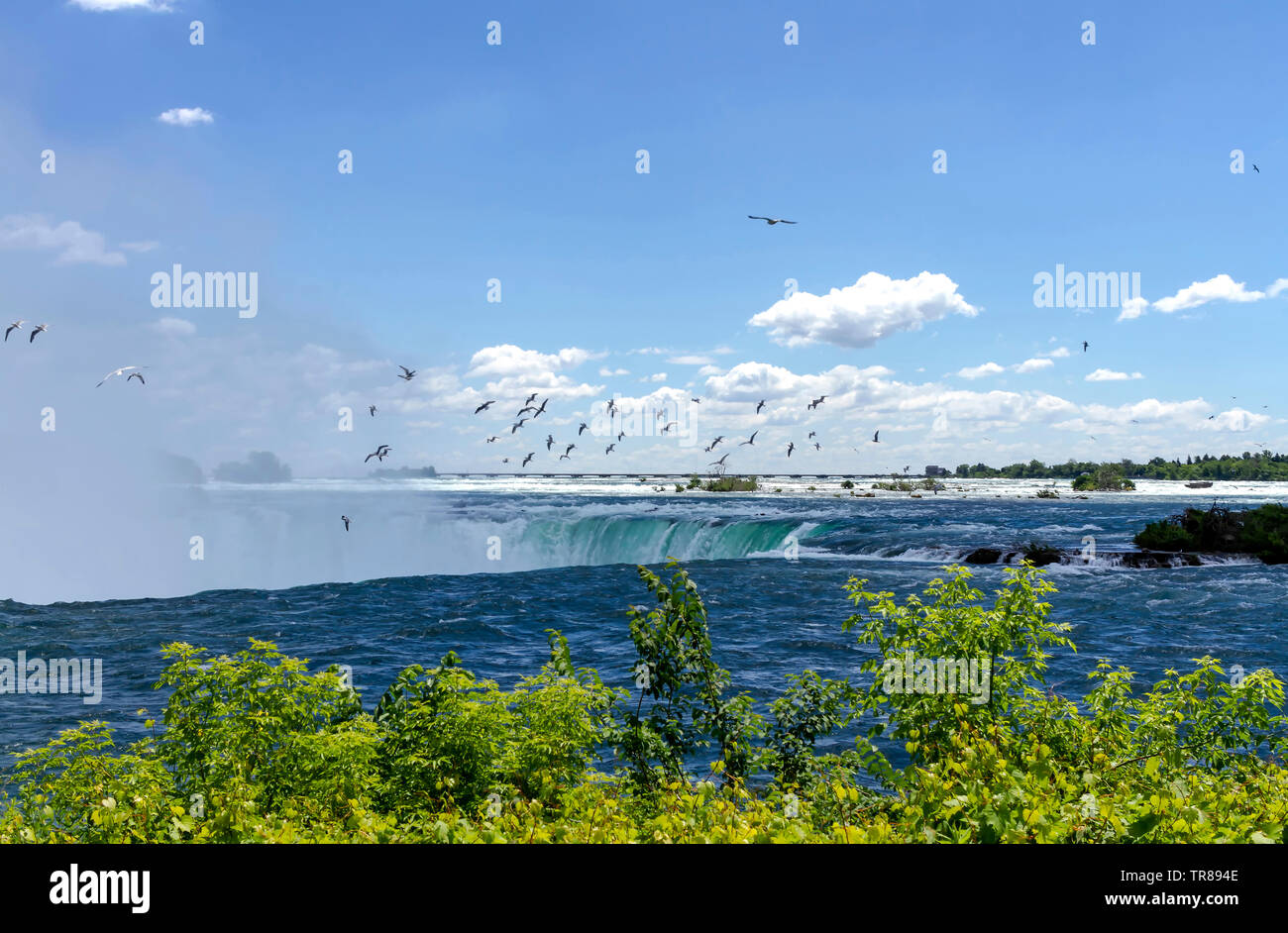 Seagull at niagara falls hi-res stock photography and images - Alamy