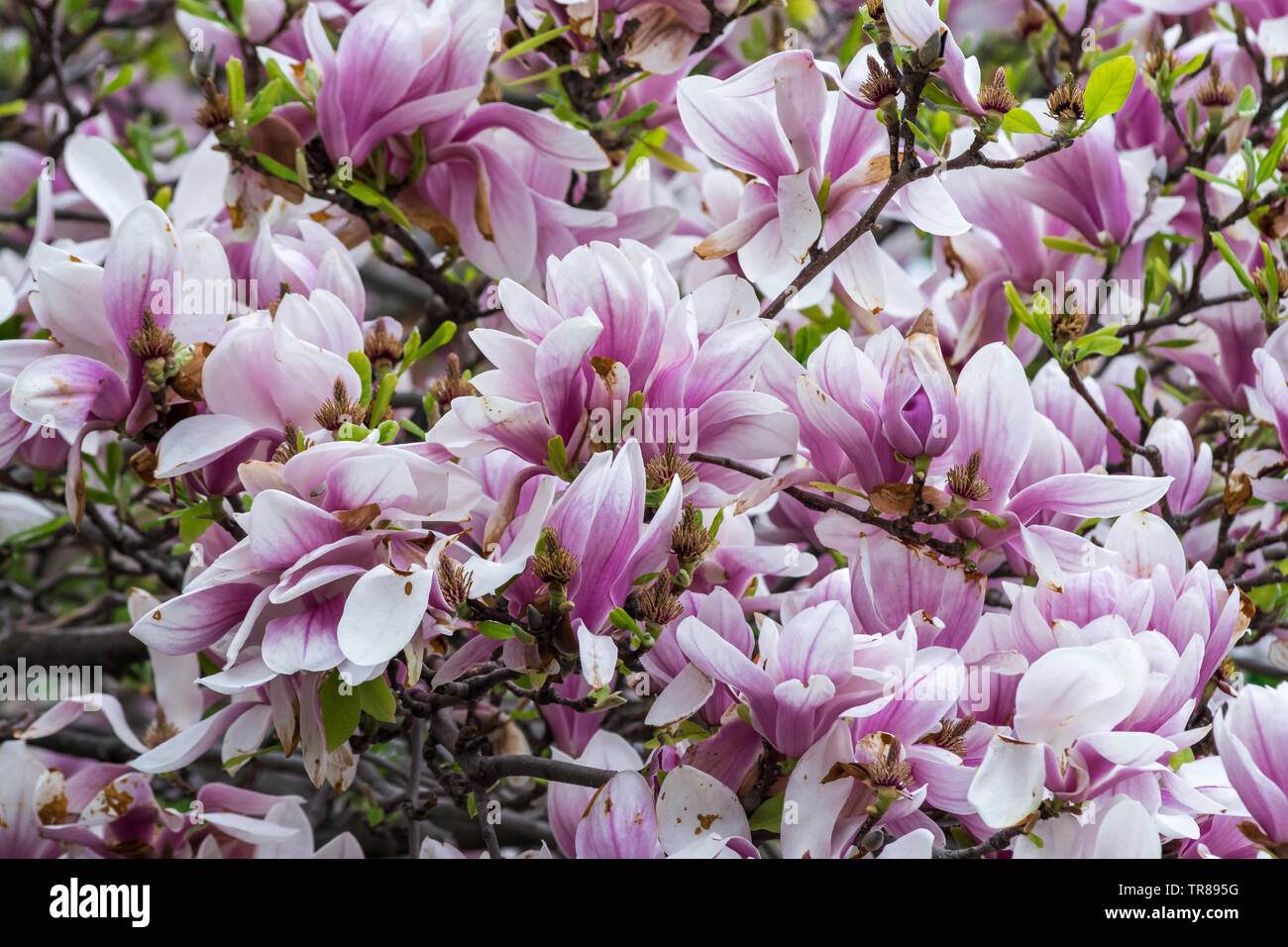 Bloom shrubs hi-res stock photography and images - Alamy