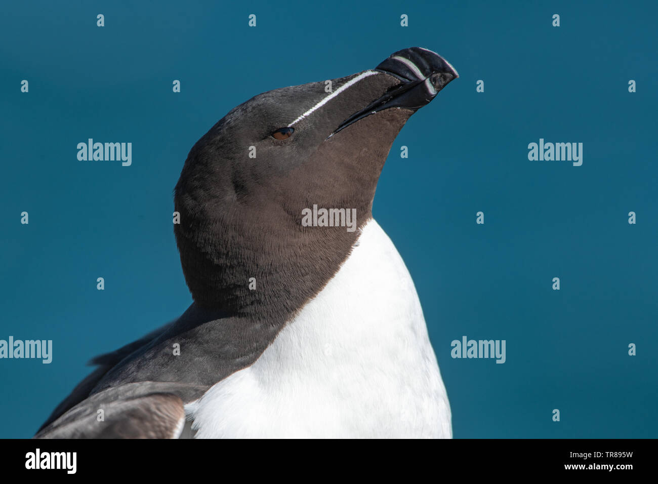Razorbill bird hi-res stock photography and images - Alamy