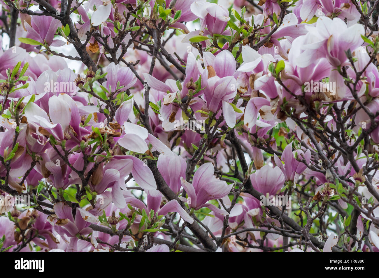 Trees shrubs showing flowers in bloom in early spring Stock Photo - Alamy